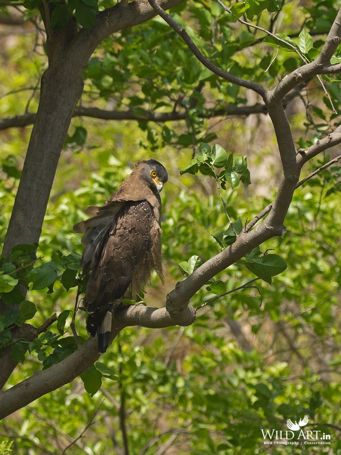 Crested Serpent Eagle | Serpent Eagles | Birds of Prey (Accipitridae) | Gallery | WildArt ...