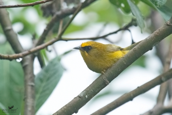 Golden Babbler | Babblers | Babblers, Scimitar Babblers (Timaliidae ...