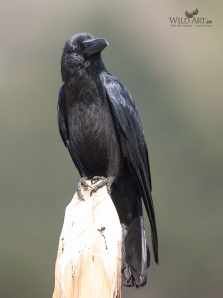 Large-billed Crow | Crows | Crows, Jays (Corvidae) | Gallery | WildArt ...