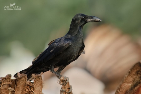 Large-billed Crow | Crows | Crows, Jays (Corvidae) | Gallery | WildArt ...