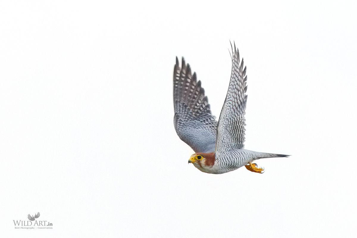 Red-necked Falcon | Falcons | Falcons (Falconidae) | Gallery | WildArt ...