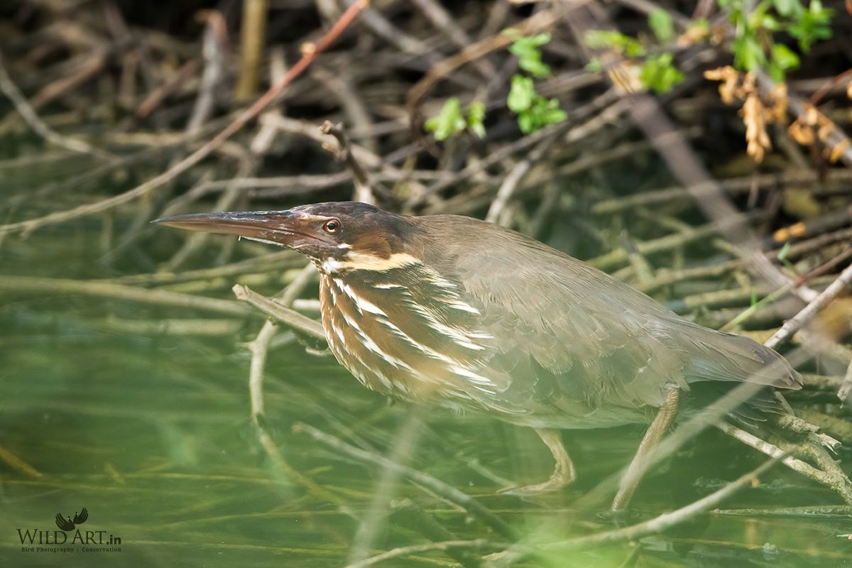 Bitterns | Herons, Bitterns (Ardeidae) | Gallery | WildArt | Birds of ...