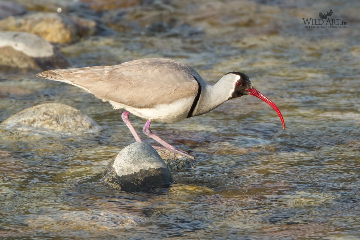 Ibisbill (Ibidorhynchidae) | Gallery | WildArt | Birds of Indian ...
