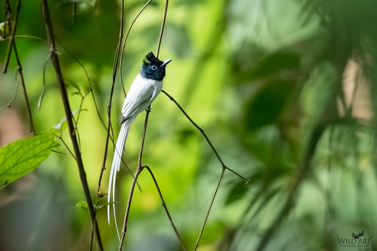 Blyth's Paradise Flycatcher | Monarchs (Monarchidae) | Gallery ...
