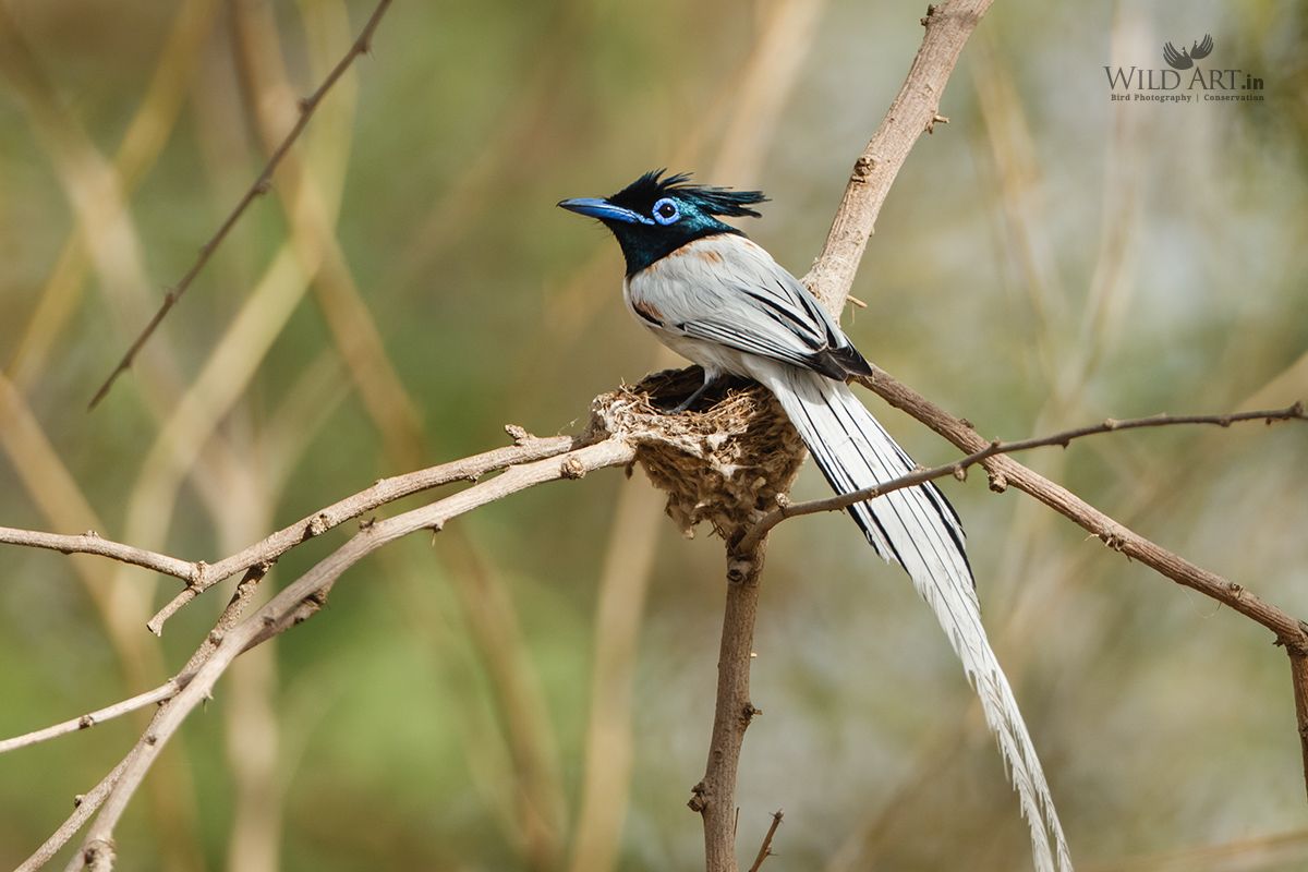 Monarchs (Monarchidae) | Gallery | WildArt | Birds of Indian SubContinent