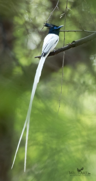 Monarchs (Monarchidae) | Gallery | WildArt | Birds of Indian SubContinent