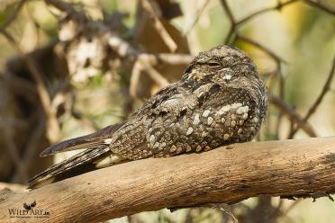 Indian Nightjar | Nightjars (Caprimulgidae) | Gallery | WildArt | Birds ...