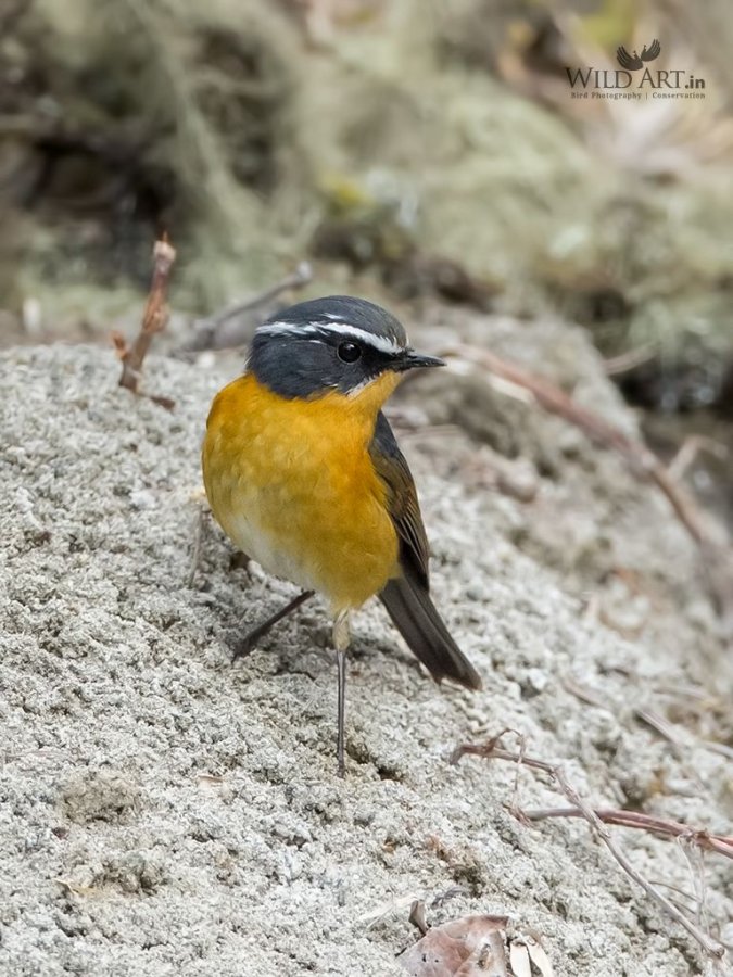 White-browed Bush-Robin | Bush Robins | Old World Flycatchers ...