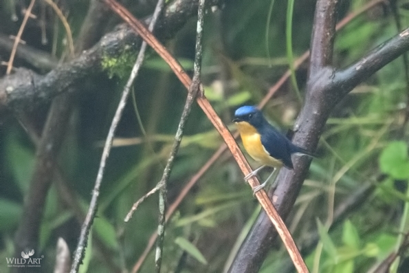 Pygmy Blue Flycatcher | Flycatchers | Old World Flycatchers ...