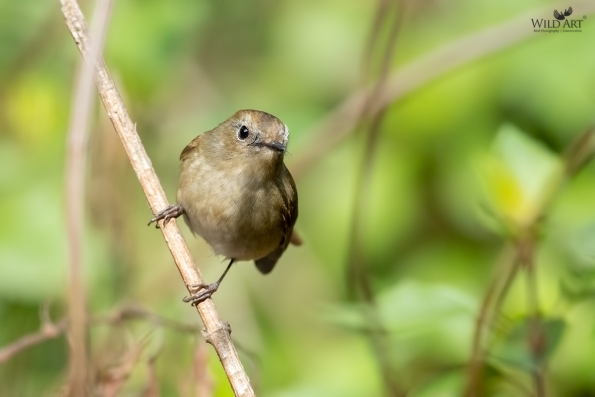 Slaty-blue Flycatcher | Flycatchers | Old World Flycatchers ...