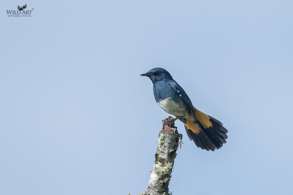 White-bellied Redstart | Redstarts | Old World Flycatchers ...