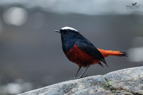 White-capped Redstart | Redstarts | Old World Flycatchers (Muscicapidae ...