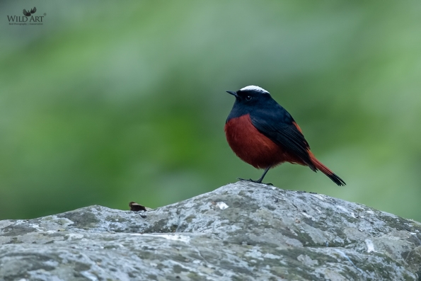 White-capped Redstart | Redstarts | Old World Flycatchers (Muscicapidae ...