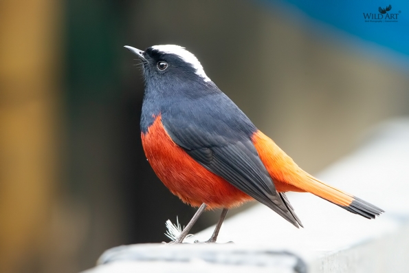 White-capped Redstart | Redstarts | Old World Flycatchers (Muscicapidae ...