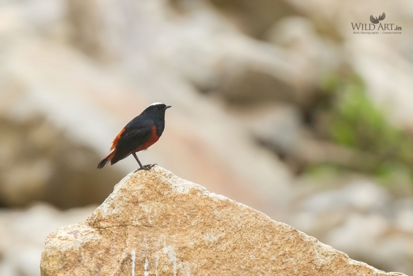 White-capped Redstart | Redstarts | Old World Flycatchers (Muscicapidae ...