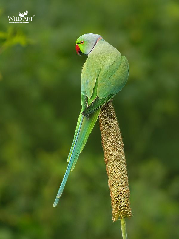 Old World Parrots (Psittaculidae) | Gallery | WildArt | Birds of Indian ...