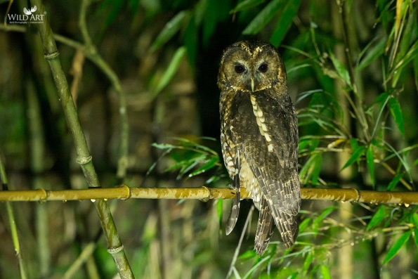 Wood Owls | Owls (Strigidae) | Owls (Tytonidae,Strigidae) | Gallery ...