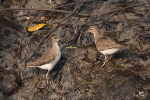 Common Sandpiper | Sandpipers | Sandpipers, Snipes (Scolopacidae ...
