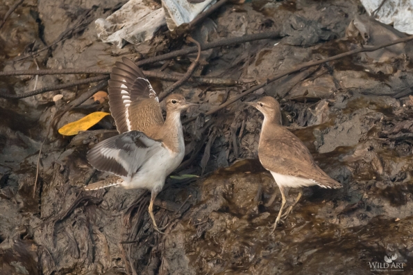 Common Sandpiper | Sandpipers | Sandpipers, Snipes (Scolopacidae ...