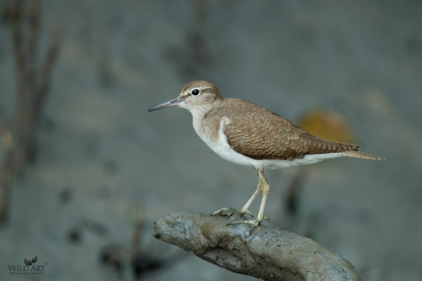 Common Sandpiper | Sandpipers | Sandpipers, Snipes (Scolopacidae ...