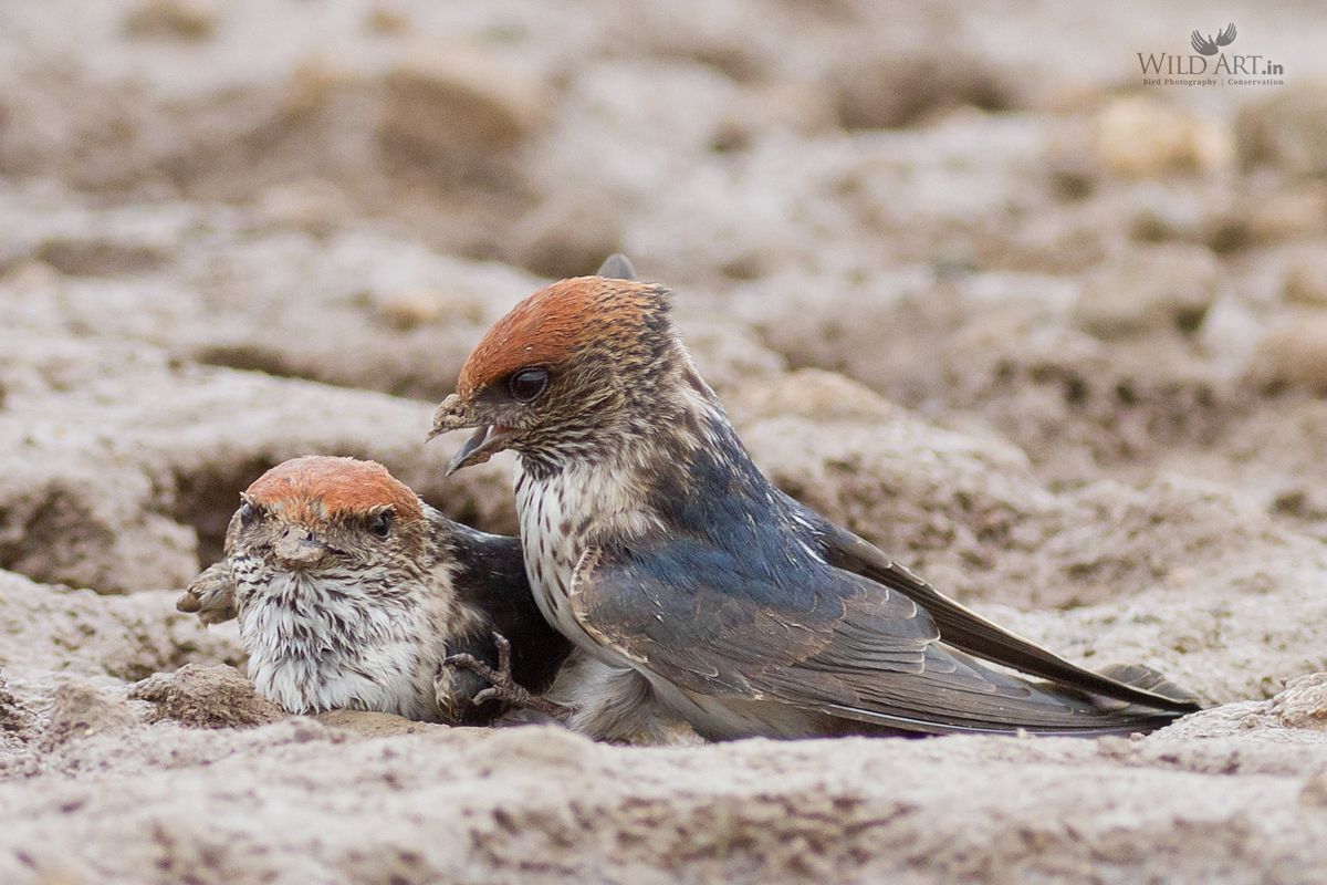 Swallows, Martins (Hirundinidae) | Gallery | WildArt | Birds of Indian ...