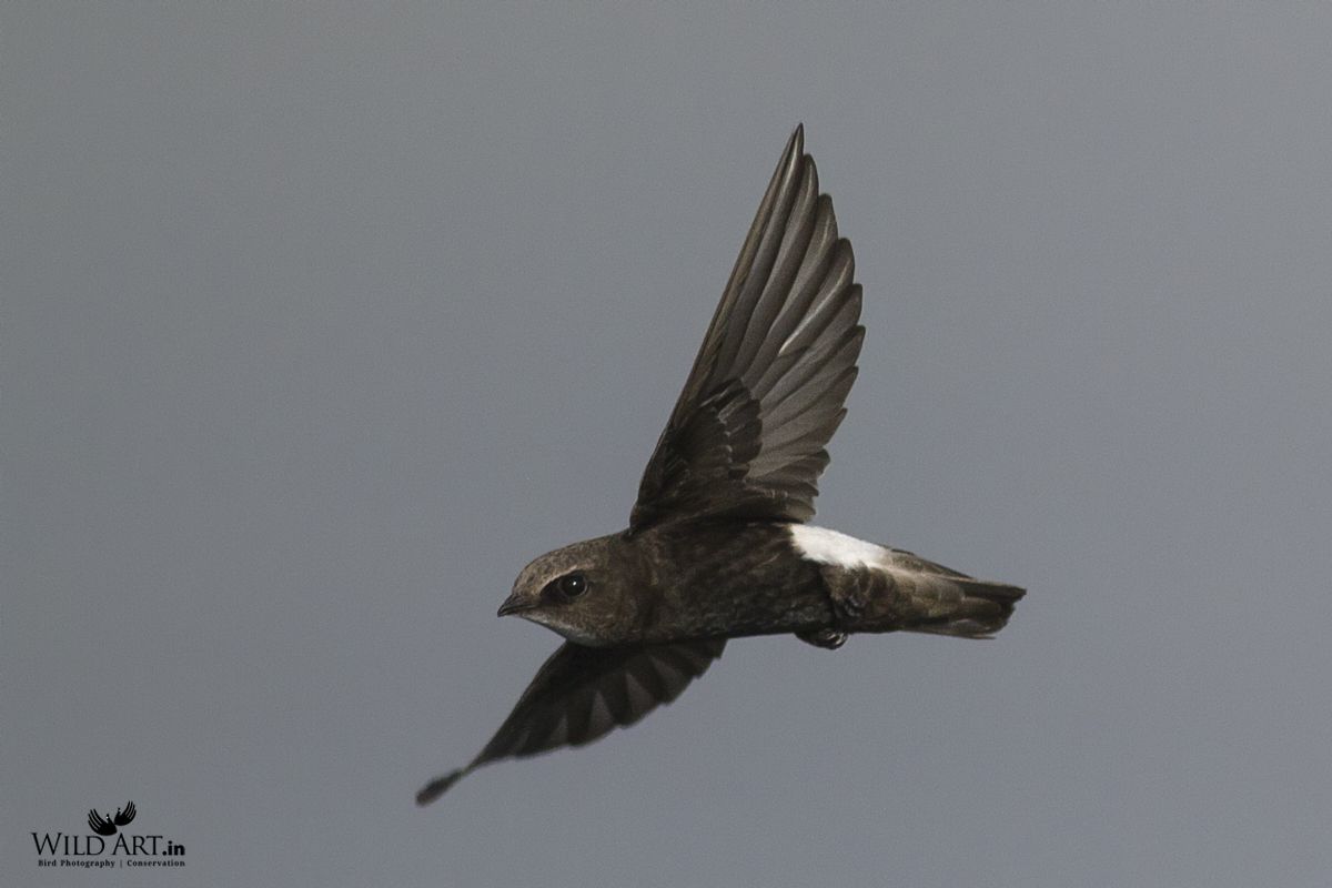 Swifts | Swifts (Apodidae) | Gallery | WildArt | Birds of Indian ...
