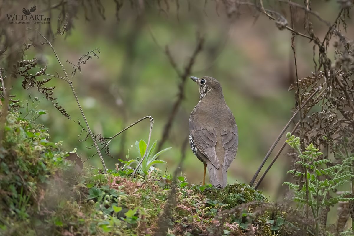Alpine Thrush | Thrushes | Thrushes (Turdidae) | Gallery | WildArt | Birds of Indian SubContinent