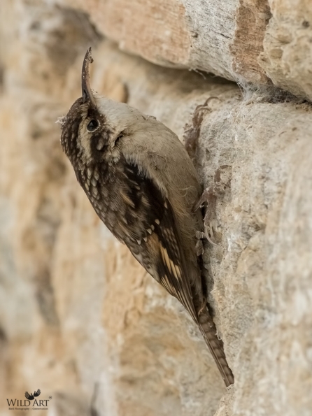 Bar-tailed Treecreeper | Treecreepers (Certhiidae) | Gallery | WildArt ...