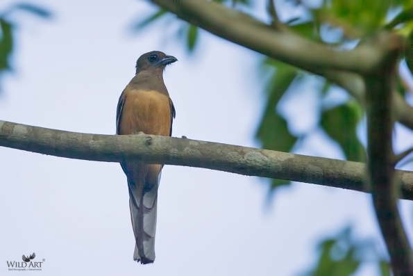 Trogons (Trogonidae) | Gallery | WildArt | Birds of Indian SubContinent