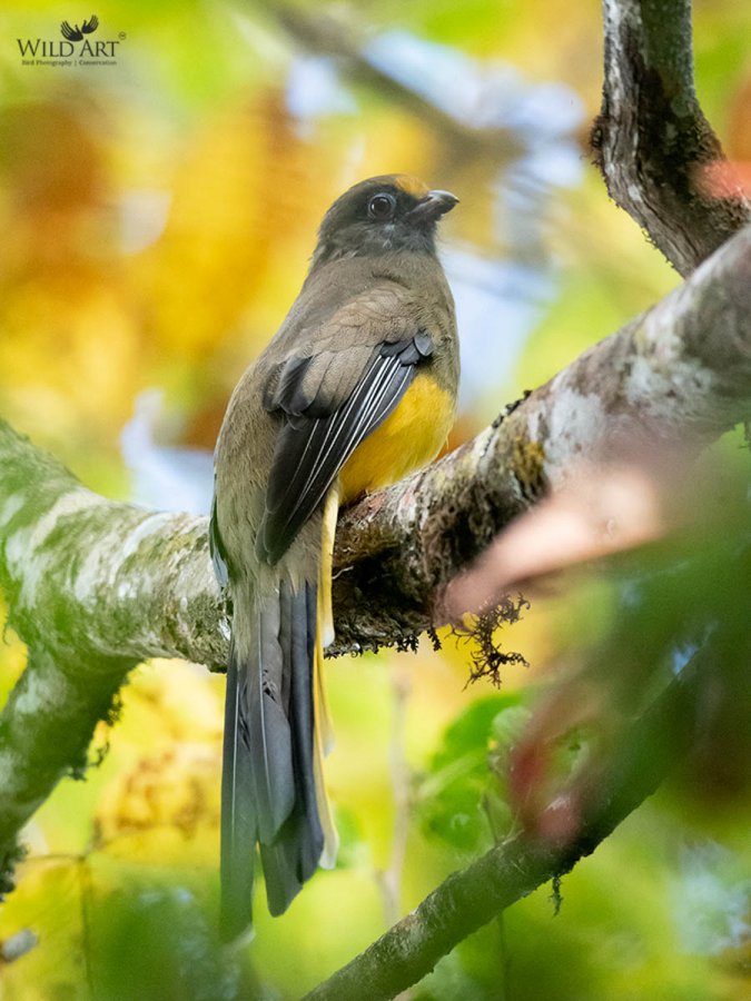 Trogons (Trogonidae) | Gallery | WildArt | Birds of Indian SubContinent